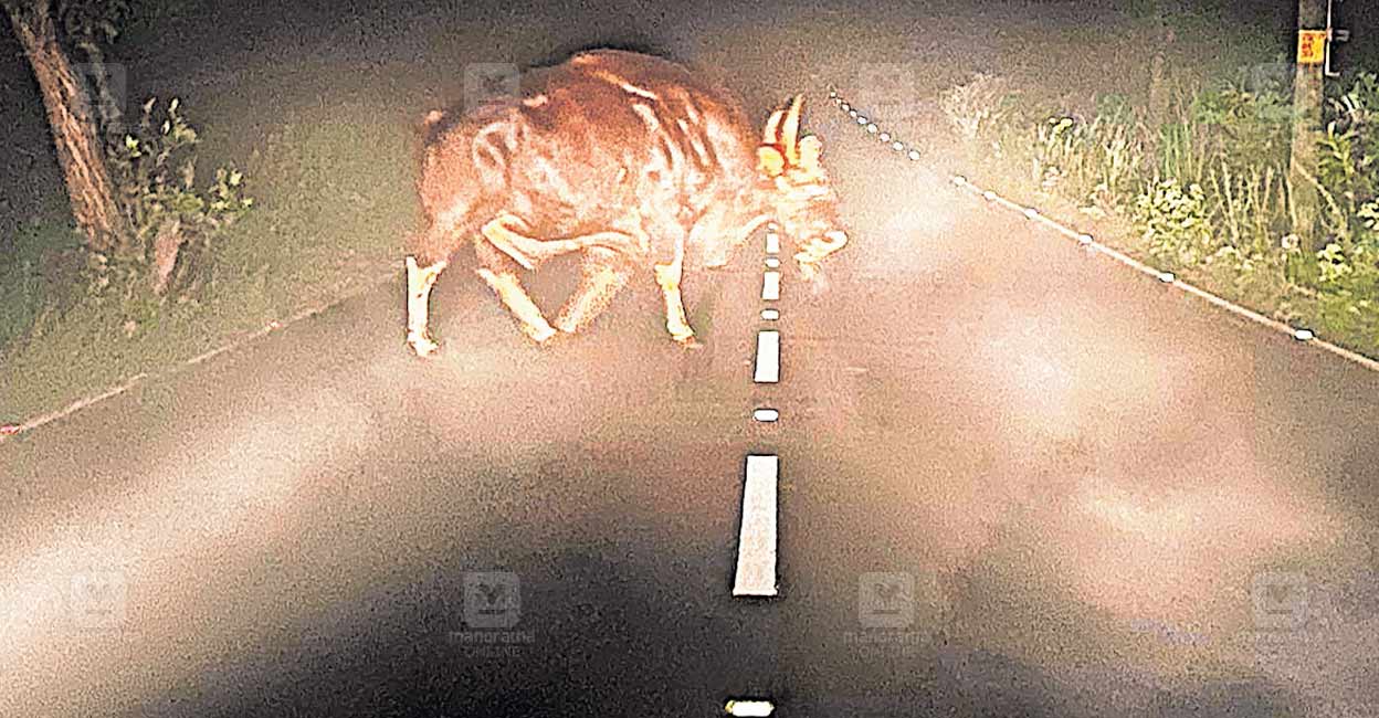 വനം മന്ത്രി കാസർകോട്; കാണാതെ പോകരുത്, ഈ മൃഗാധിപത്യം | Kasargod | wild ...