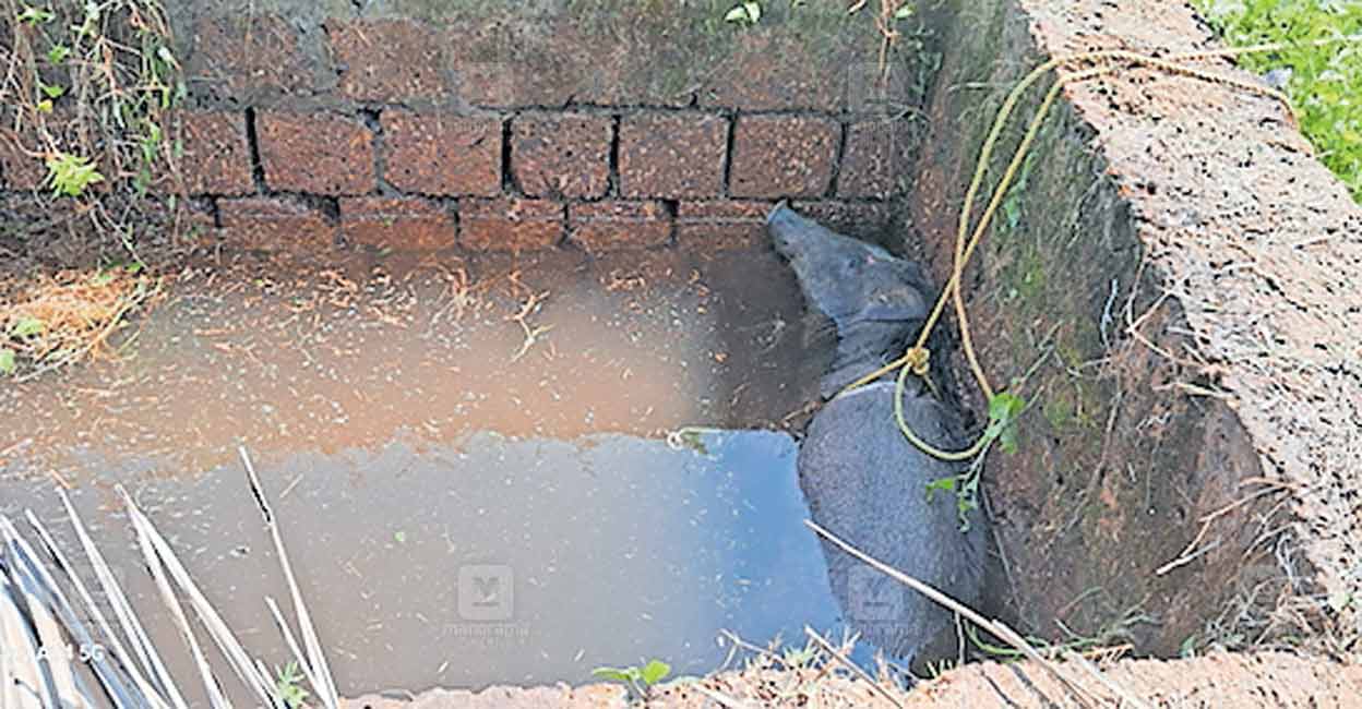 കൃഷിയിടങ്ങളിൽ ഭീഷണി;കാട്ടുപന്നിയെ വെടിവച്ചു കൊന്നു | Cheruvathur ...