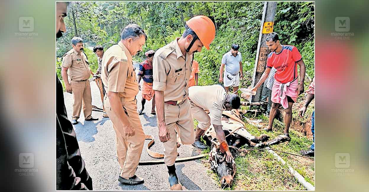 ഓടയിൽ വീണ പശുവിനെ രക്ഷപ്പെടുത്തി | Cow rescue | Fire and Rescue ...