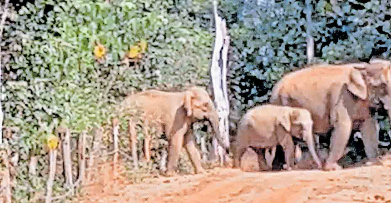 സുള്ള്യ അജ്ജാവര ഗ്രാമത്തില്‍ ജനവാസ കേന്ദ്രത്തിനു സമീപം ഭീതിവിതച്ച് ...