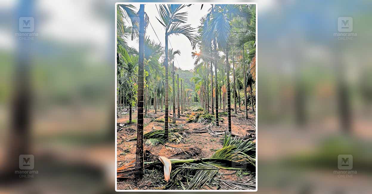 അരിഞ്ഞുമാറ്റി, അധ്വാനത്തിന്റെ കായ്ഫലം | areca nut trees | areca nut ...