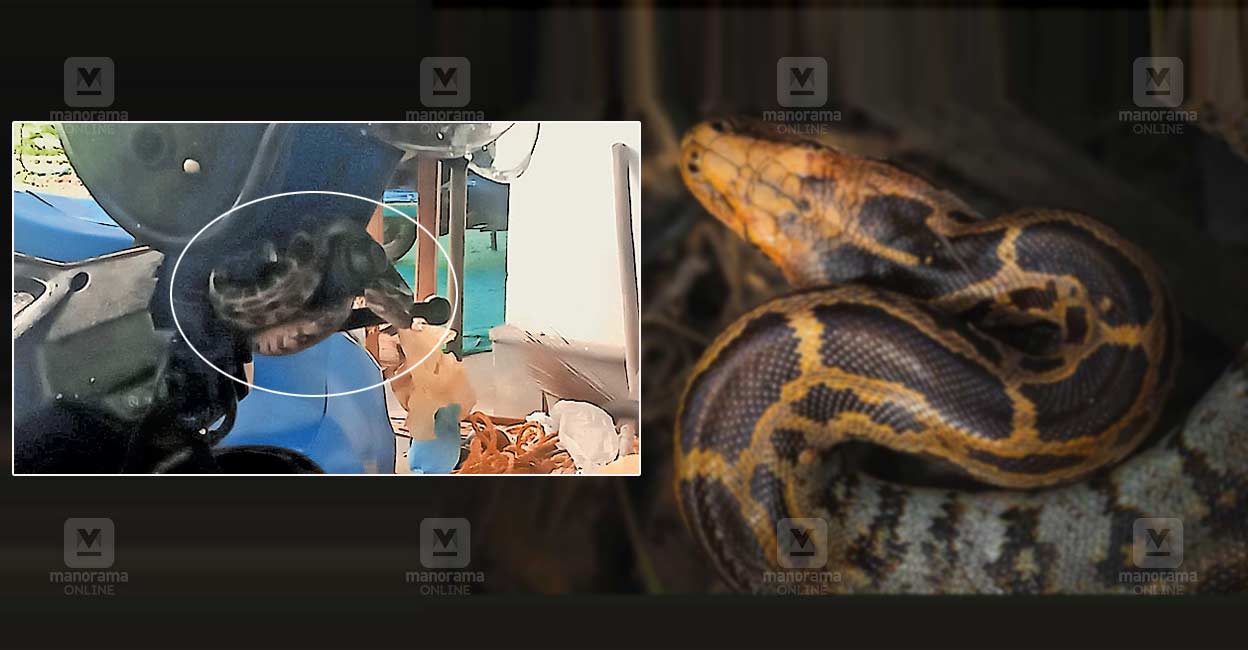 മൂർഖൻ, അണലി, പെരുമ്പാമ്പ്...: പത്തിവിടർത്തുന്ന അപകടം; കാലവർഷം ...