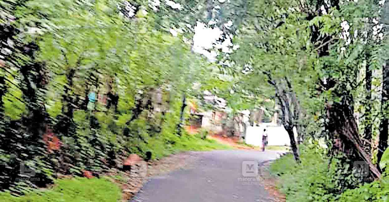 റോഡുകളിലേക്ക് ചാഞ്ഞുനിൽക്കുന്ന മരക്കൊമ്പുകൾ അപകടഭീഷണി | Vellarikundu ...