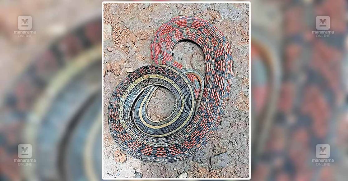മഴ മാറിനിന്നതോടെ നാട്ടിലെങ്ങും പാമ്പ്; തൃക്കരിപ്പൂരില്‍നിന്ന് ...