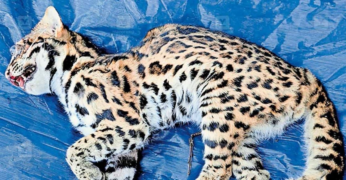 മണിക്കൂറുകളോളം ഭീതി; ഒടുവിൽ ‘പുലി’ പൂച്ചയായി | Pulippoocha Kerala ...