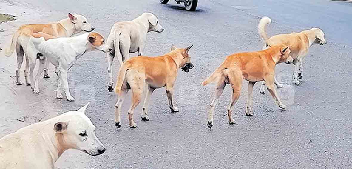 തെരുവുനായശല്യം: ആലപ്പുഴ ജില്ലയിൽ 19 ഹോട്സ്പോട്ട് | Stray Dog Rescue ...