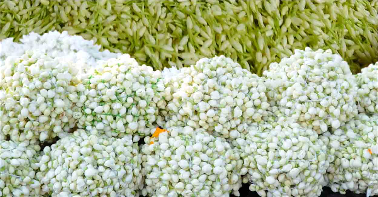 ചെല്ലപ്പൂവായി മുല്ലപ്പൂ, പൊല്ലാപ്പായി വല്ലാത്ത വില; 70 രൂപയിൽ നിന്ന് ...