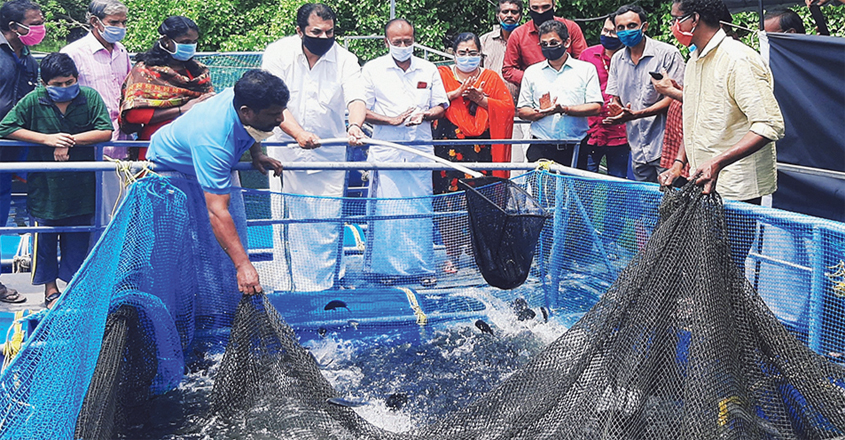 കൂട് കരിമീൻ കൃഷിയിൽ ചാകര കോരി കിരൺ