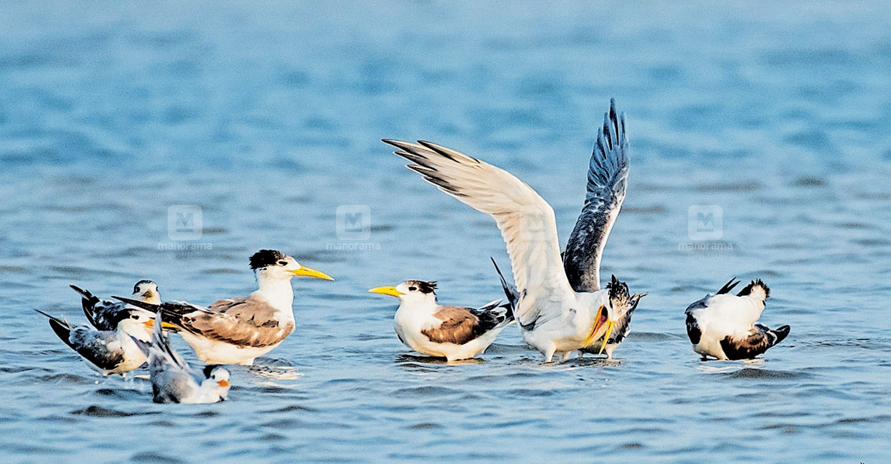 ദേശാടനക്കിളികൾ വരവായി