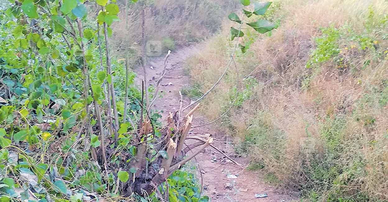 കല്ലട ജലസേചന പദ്ധതി കനാൽ നേരത്തേ തുറന്നേക്കും