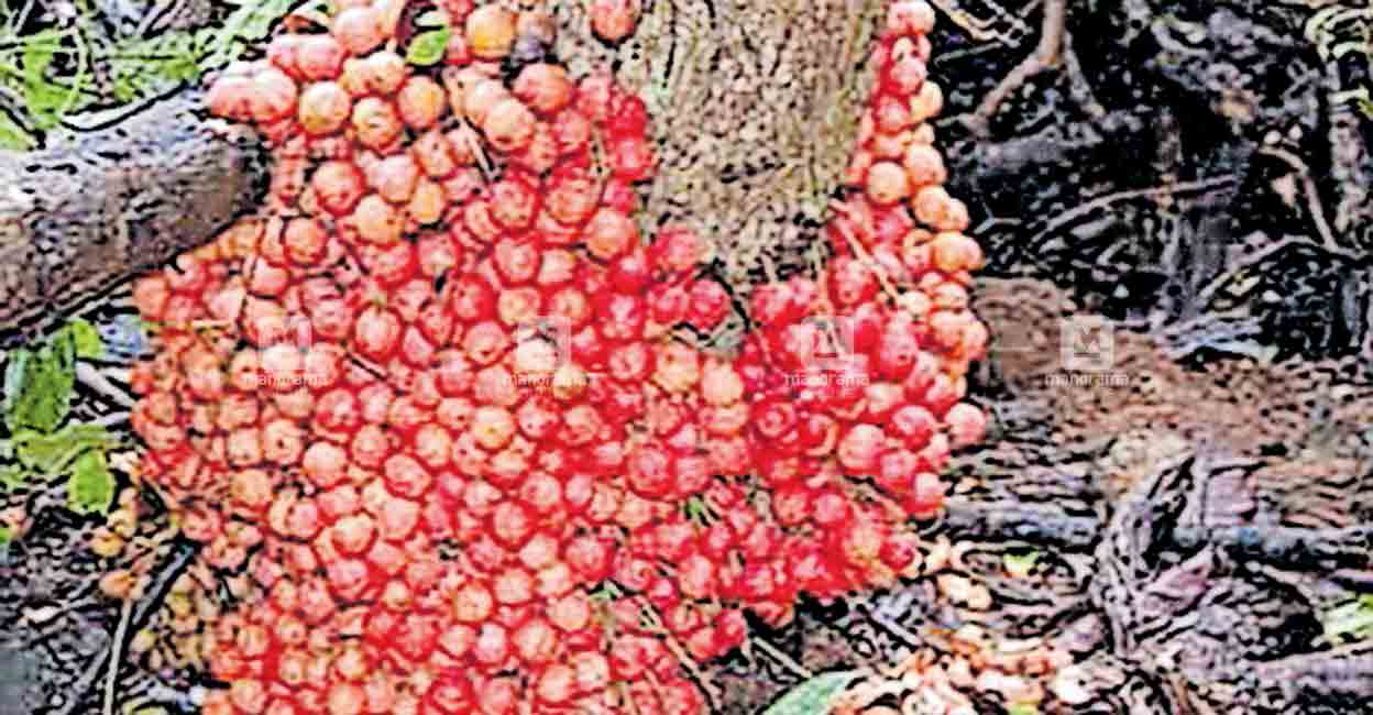 കാണാനും കഴിക്കാനും മുട്ടിൽപഴം