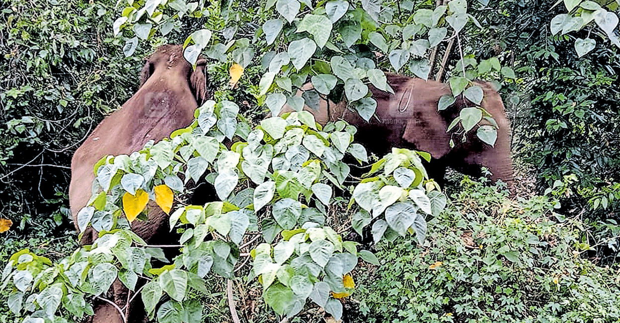 ബൈക്ക് യാത്രക്കാരെ കാട്ടാന ആക്രമിച്ചു: രണ്ടു പേർ അദ്ഭുതകരമായി ...