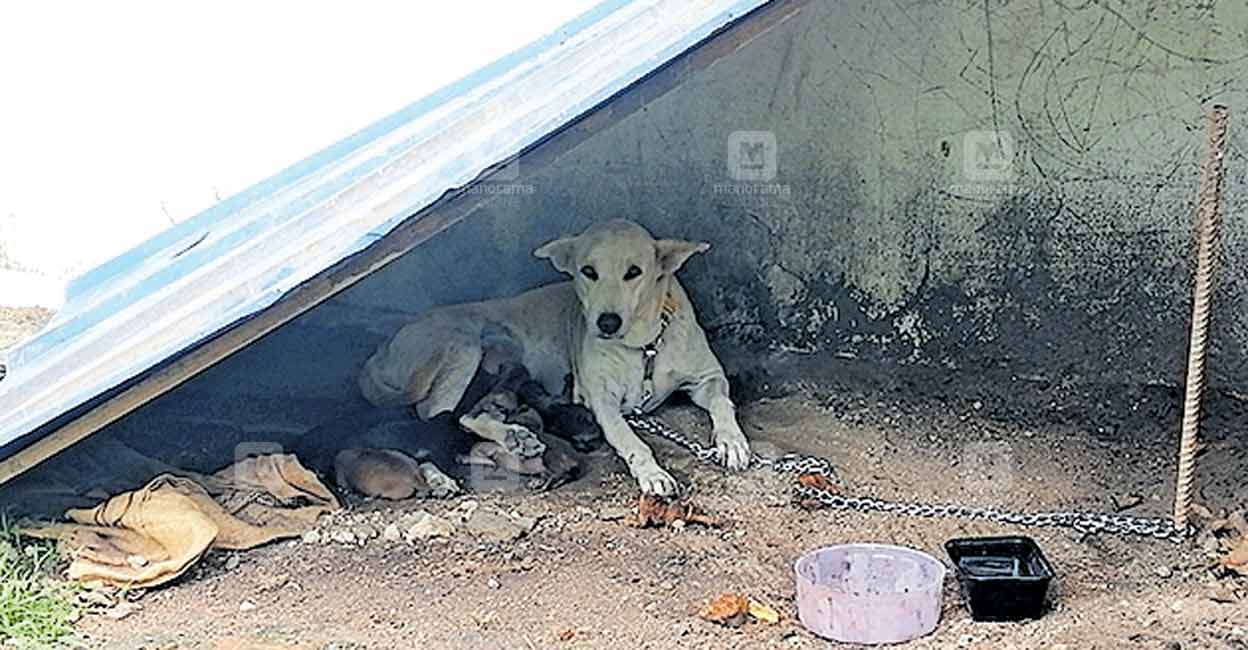 അക്രമകാരിയായ തെരുവുനായയ്ക്ക് വാസസ്ഥലം ഒരുക്കി നാട്ടുകാർ | Stray Dog ...