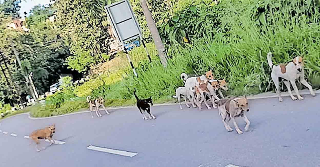 നഗരം കയ്യടക്കി തെരുവുനായ്ക്കൾ; കടി പേടിച്ച് ജനം, കണ്ടില്ലെന്ന് നടിച്ച് ...
