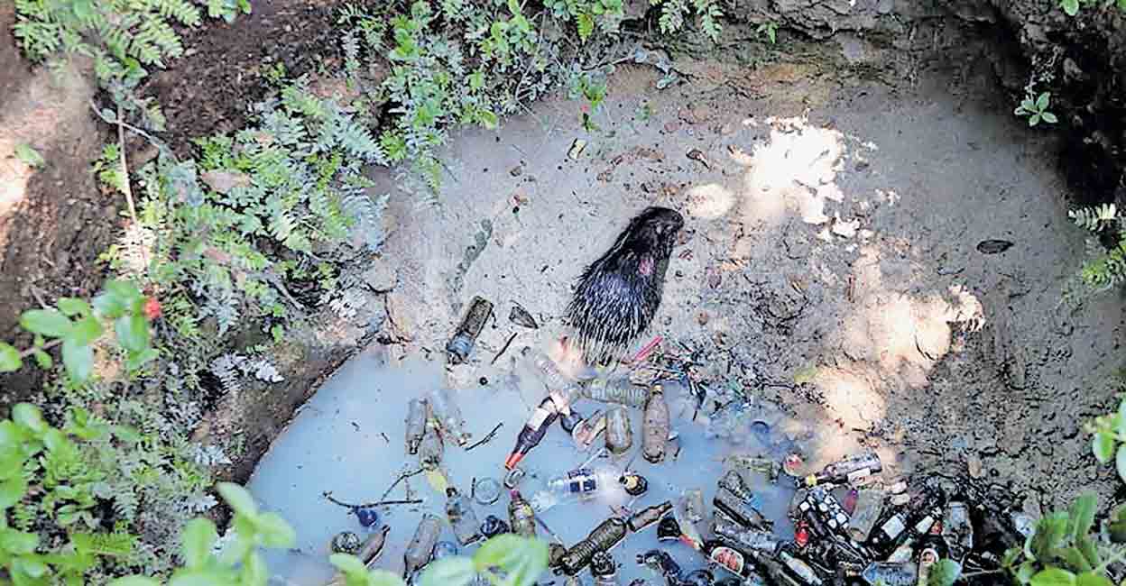 മുള്ളൻപന്നി കിണറ്റിൽ കുടുങ്ങി; വനംവകുപ്പ് സംഘം രക്ഷപ്പെടുത്തി