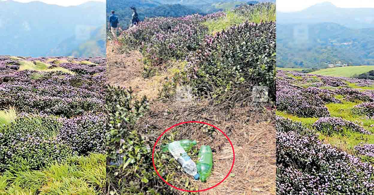 പ്ലാസ്റ്റിക്കിൽ ‘പൊതിയരുത്’ കുറിഞ്ഞിക്കാഴ്ചകൾ; മൊട്ടു വിരിഞ്ഞാൽ 30 ...