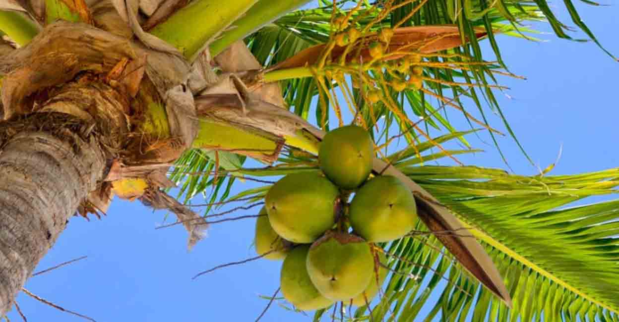 പച്ചത്തേങ്ങാ മൊബൈൽ സംഭരണത്തിന് തുടക്കം