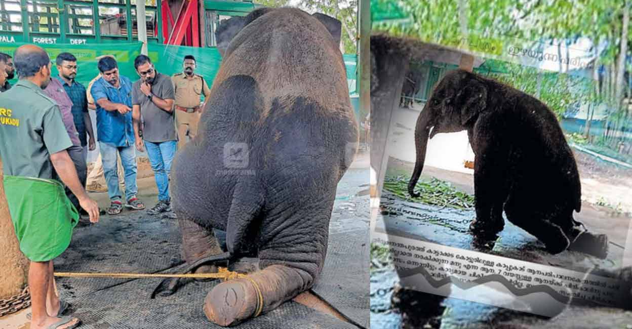 കാപ്പുകാട് കേന്ദ്രത്തിൽ ഇഴഞ്ഞു ജീവിച്ച് ആനക്കുട്ടി; ‘മനു’ വീണത് ...