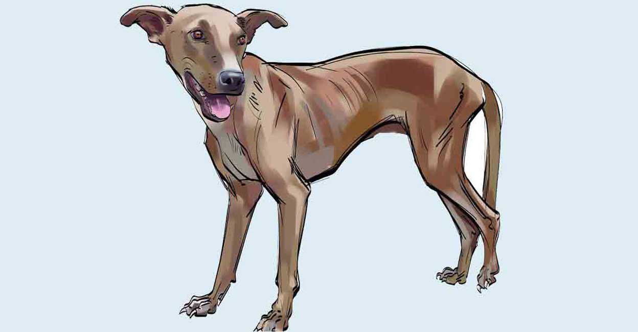 ഒറ്റദിവസം നായ കടിയേറ്റത്‌ അൻപതിലേറെ പേർക്ക്- Stray Dog | Manorama Online