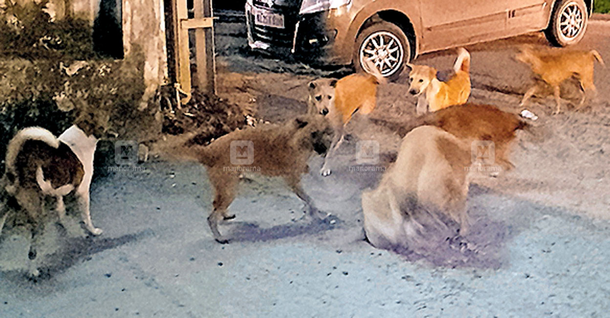 നായയെ പേടിച്ച് ഏതു വഴി ഓടണമെന്നറിയാതെ ജനങ്ങൾ; റോഡിലിറങ്ങിയാൽ കടി ...