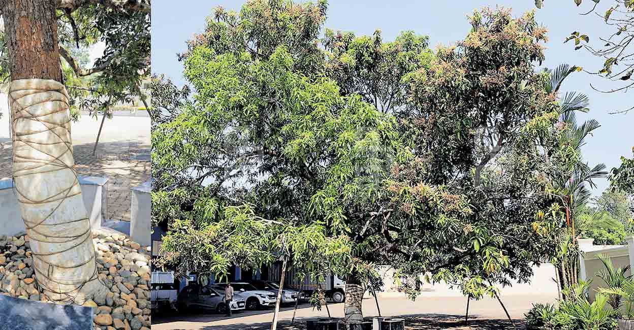 മുറിച്ചു മാറ്റിയില്ല, ചികിത്സിച്ചു: ആ നാട്ടുമാവുകൾ പൂവിട്ടു