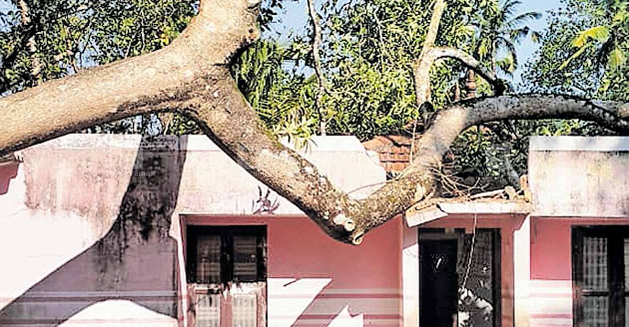 പെയ്തിറങ്ങിയ ദുരിതം മരങ്ങൾ കടപുഴകി: കാറ്റും ഇടിമിന്നലും നാശം വിതച്ചു