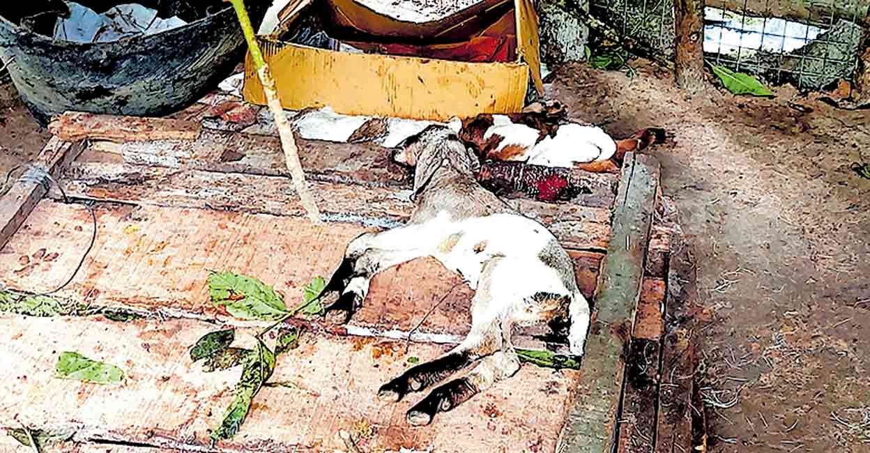 കടി കിട്ടും, നഗര–ഗ്രാമ വ്യത്യാസമില്ലാതെ എല്ലായിടത്തും; തെരുവുനായ ശല്യം ...