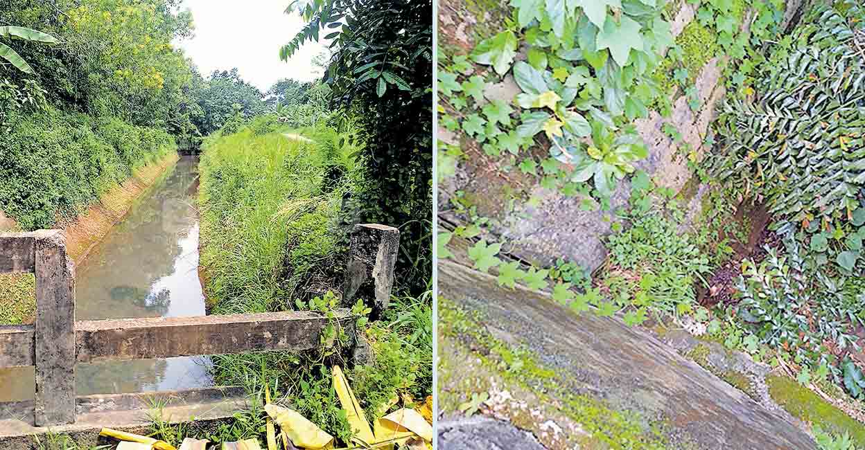 കല്ലട ജലസേചന പദ്ധതി‍: കനാൽ ഭാഗം പൊട്ടി വെള്ളം പാടത്തേക്ക്
