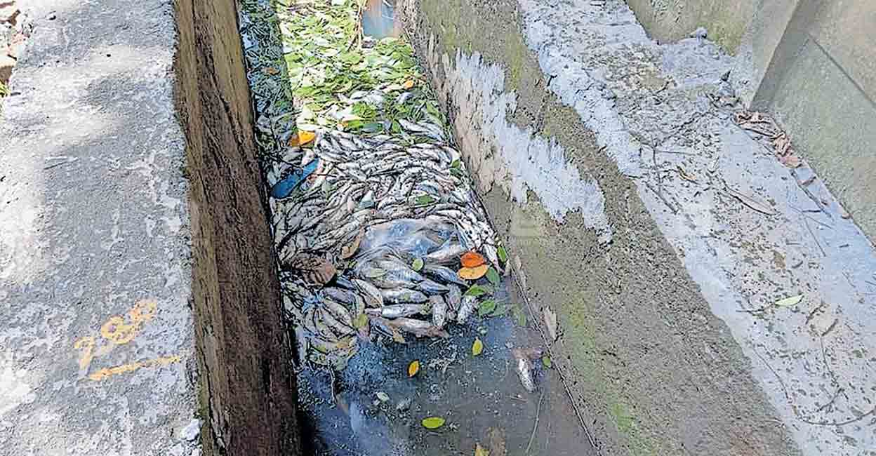 ഓടയിൽ അഴുകിയ മത്സ്യം തള്ളിയെന്ന് പരാതി