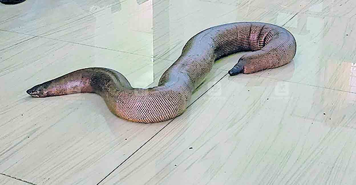 ഇരുതലമൂരിയെ വിൽക്കാൻ ശ്രമിച്ച 2 പേർ പിടിയിൽ