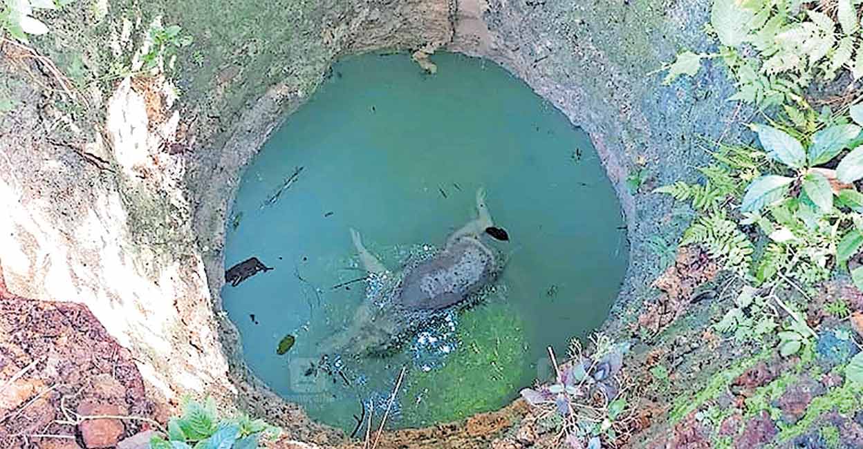 പൊട്ടക്കിണറ്റിൽ വീണ് കാട്ടുപന്നി ചത്തു; രക്ഷപ്പെടുത്താൻ വനം വകുപ്പ് ...