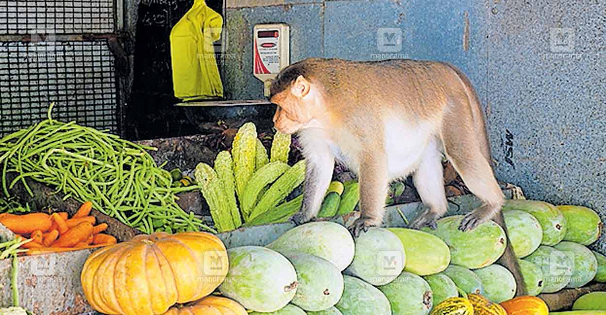 കുരങ്ങുശല്യത്തിൽ വല‍ഞ്ഞ് മരുതൂർകുളങ്ങര | Karunagappally monkey problem | monkey nuisance ...