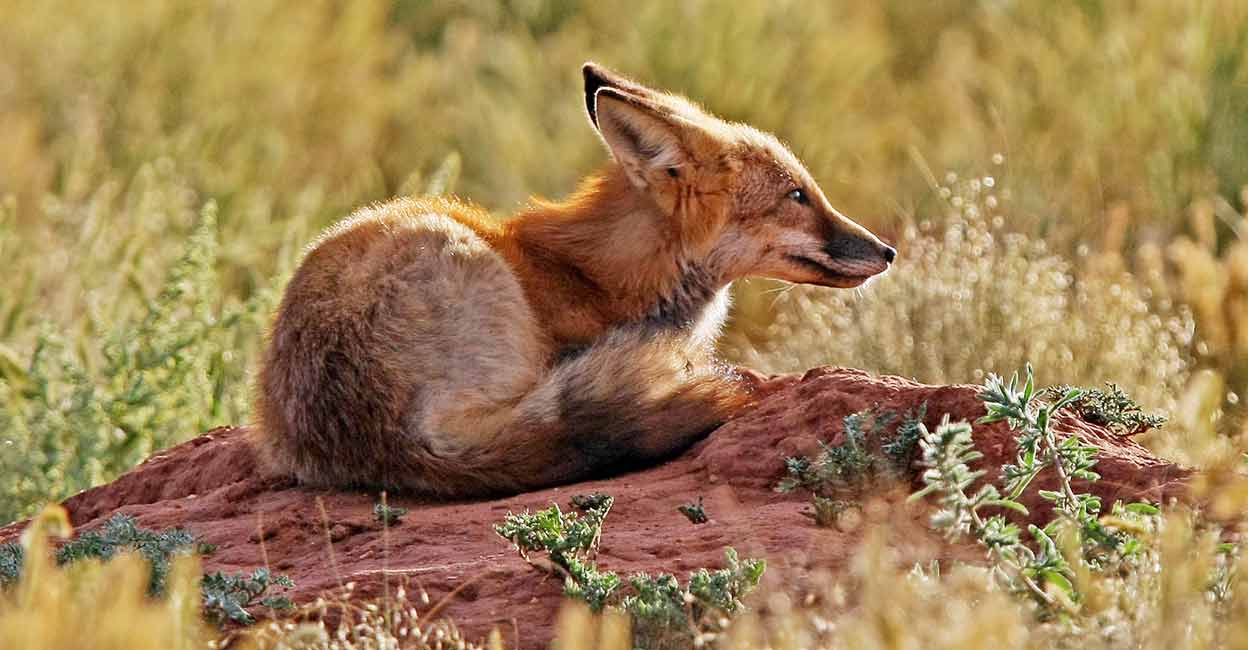 രാത്രി സമയത്തു വീടുകൾക്കു ചുറ്റും കൂട്ടമായി എത്തും, പുറത്തിറങ്ങാ ...