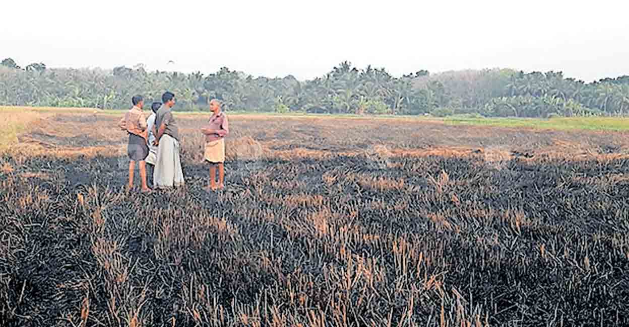 പാടശേഖരത്തിന് തീയിട്ട് സാമൂഹിക വിരുദ്ധർ