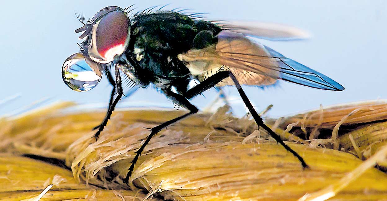 ‘ബലൂൺ ഊതുന്ന ഈച്ച’; ചൂടിനെ നേരിടാൻ പ്രാണികൾ പ്രയോഗിക്കുന്ന തന്ത്രം ...