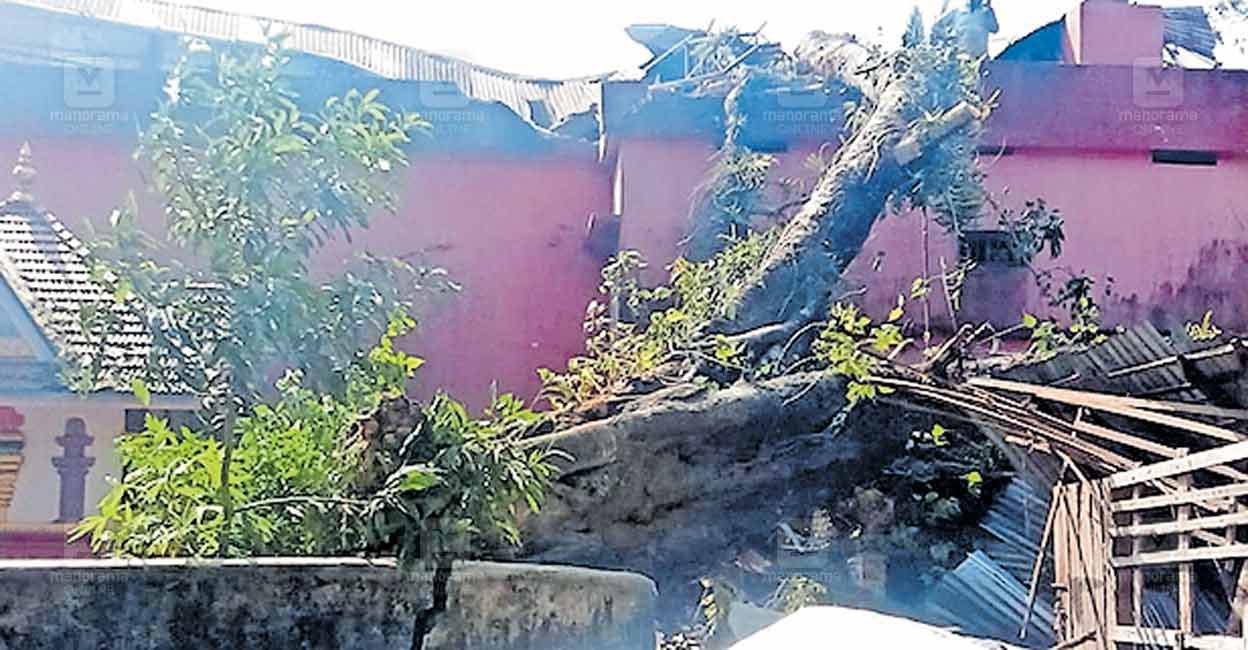കനത്ത കാറ്റ്: കുളത്തൂപ്പുഴയിൽ ആൽമരം കടപുഴകി | Kulathupuzha | strong ...