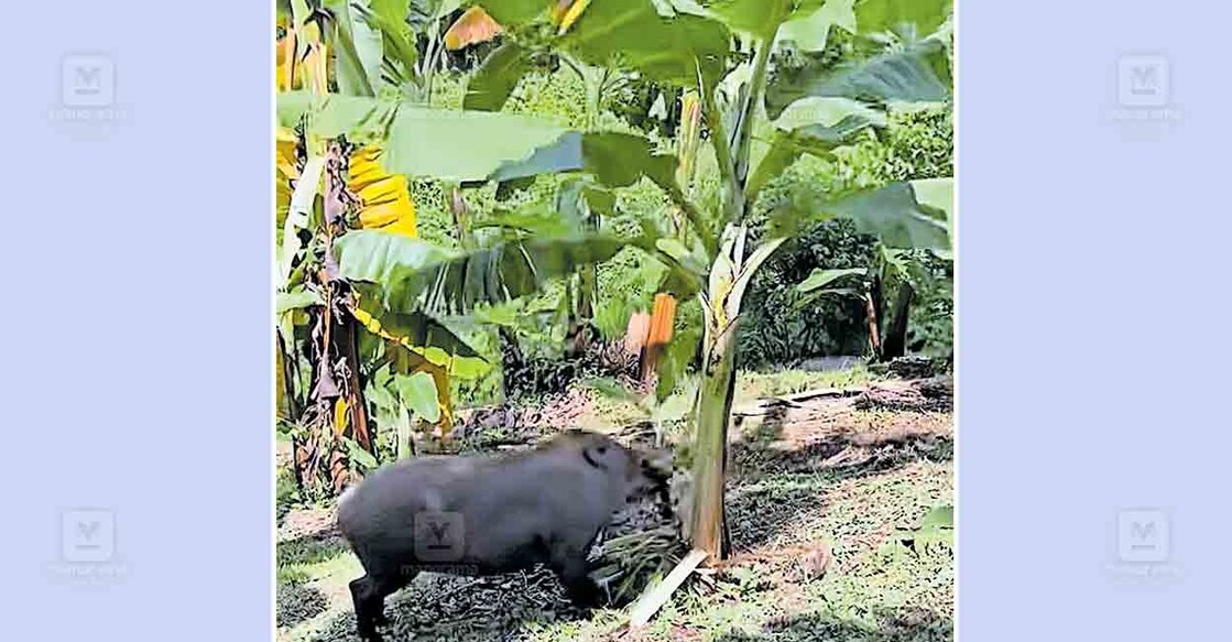 കൃഷിയിടങ്ങളിൽ കാട്ടുപന്നികളുടെ വിളയാട്ടം | Wild Pig Farming Damage ...