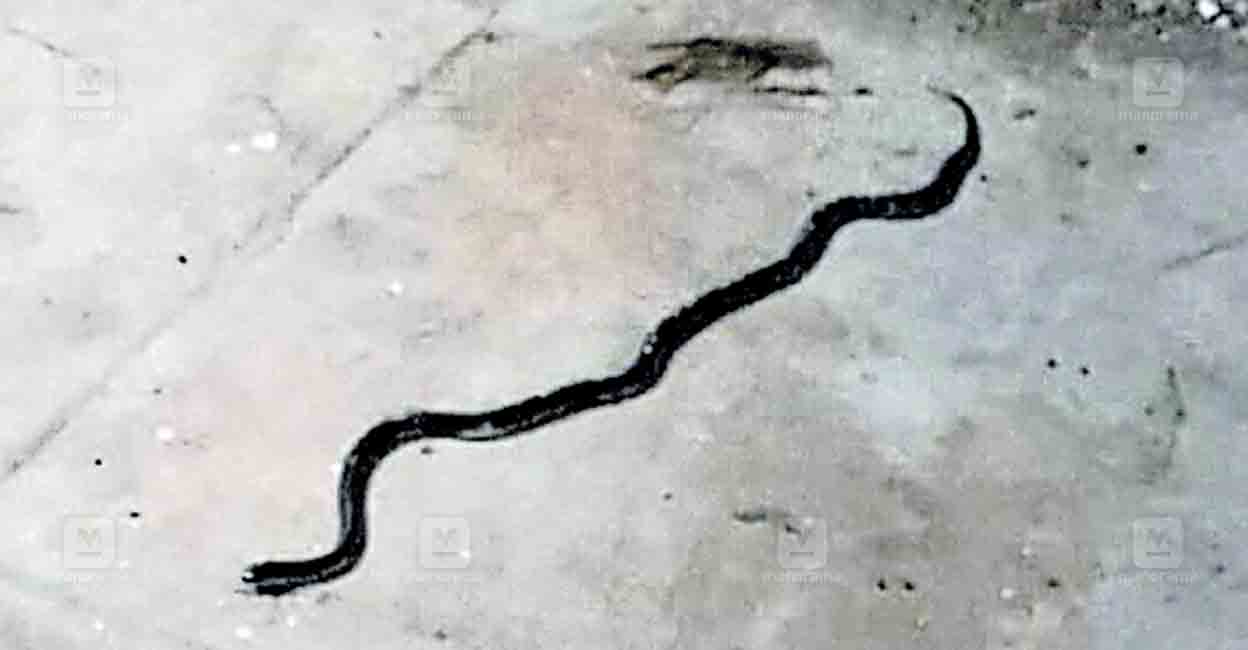 പെൺകുട്ടിക്ക് പാമ്പുകടിയേറ്റ സംഭവം: പുനലൂർ സ്റ്റേഷനിലെ പ്ലാറ്റ്ഫോമി ...