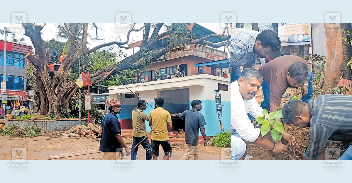 ആൽമരം മുറിച്ചു മാറ്റി; പുതിയത് നട്ട് പരിപാലനം തുടങ്ങി | Meeyyannoor ...