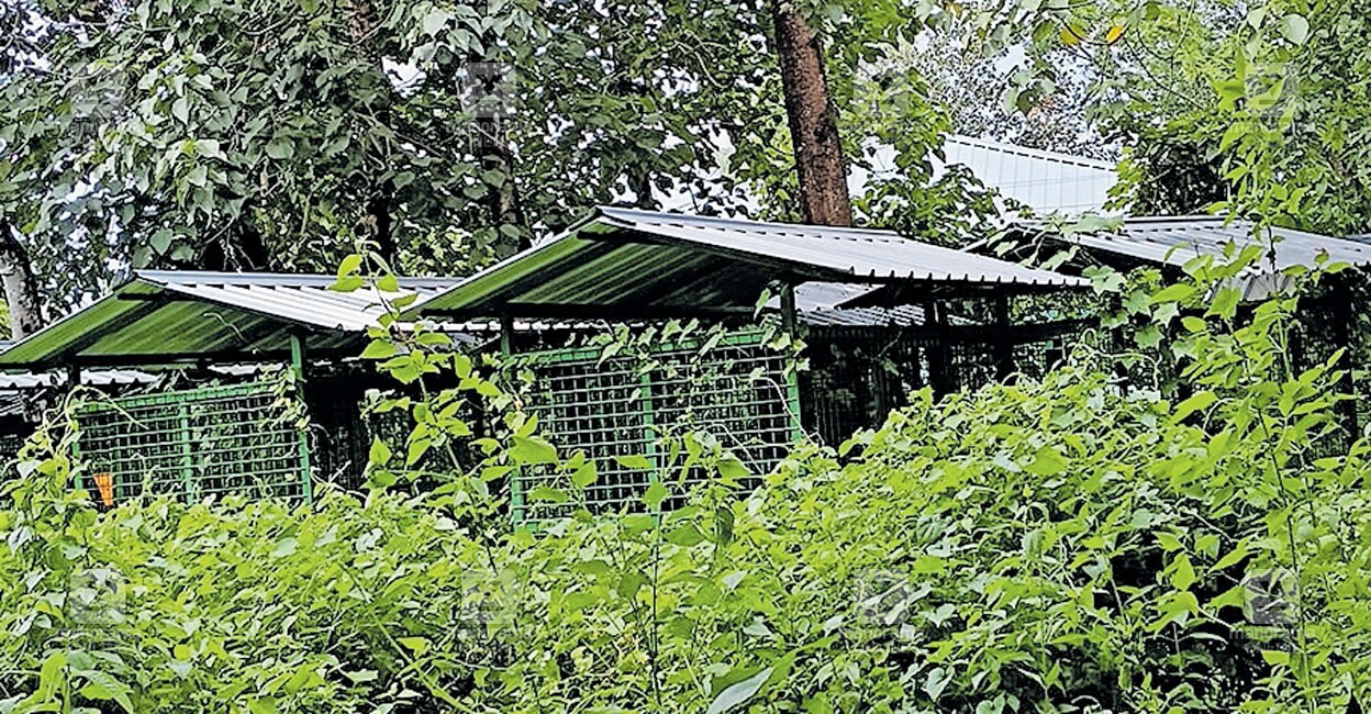 ലക്ഷക്കണക്കിനു രൂപ ചെലവഴിച്ചു നിർമിച്ച ‘എംസിഎഫ് ’ കാട്ടിൽ കുടുങ്ങി ...