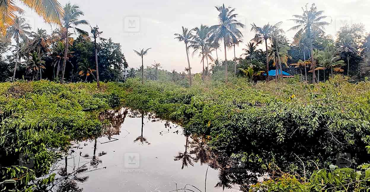 ലക്ഷ്യം അനധികൃത വയൽ നികത്തൽ; ‘കണ്ടൽ ഹണ്ട്’ നടത്തി ഭൂമാഫിയ | Kandala ...