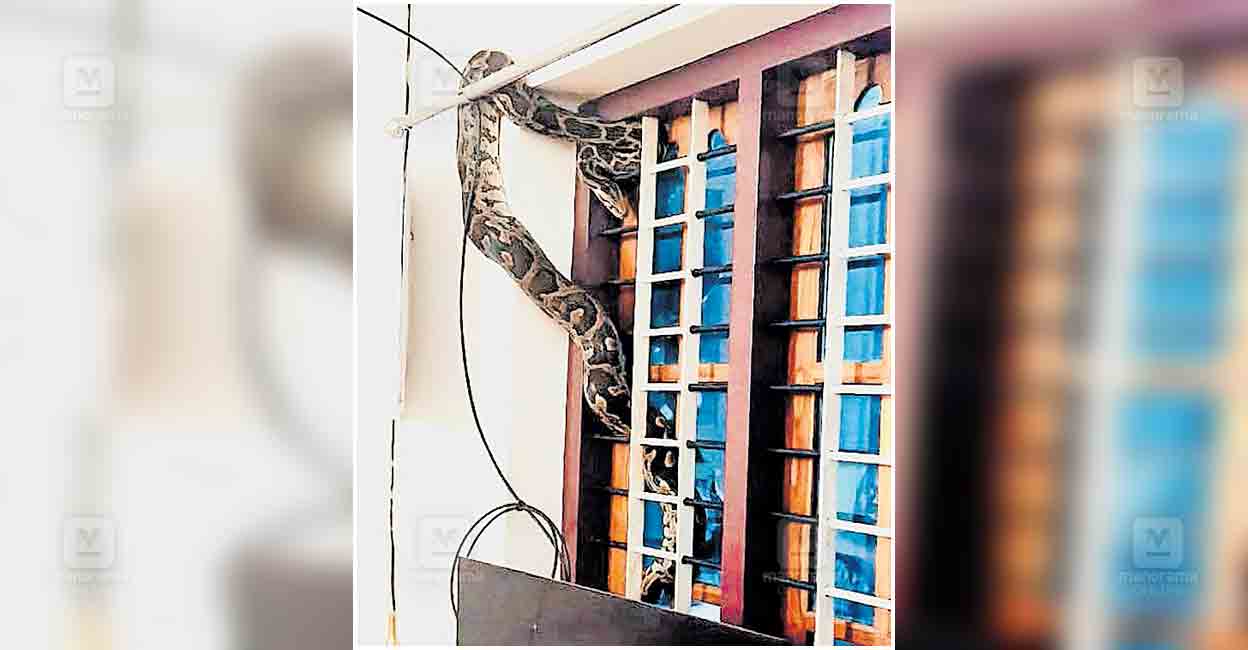 വീട്ടിലെ ജനലിൽ കുടുങ്ങിയ പെരുമ്പാമ്പിനെ പിടികൂടി | Snake rescue | Python capture | Kerala snake ...