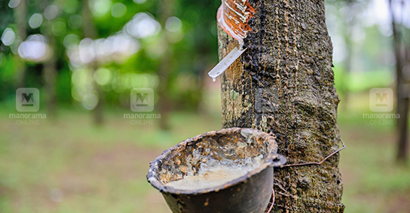 റബറിനു സർക്കാർ വിലയിടും; കൂട്ടിവിറ്റാലും കുറച്ചുവിറ്റാലും കർഷകന് തടവും ...