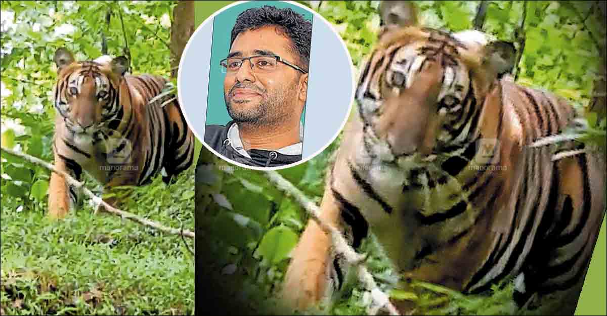 റോഡരികിൽ ശാന്തനായി കിടന്ന് യാത്രക്കാർക്കു മുൻപിൽ കടുവയുടെ ഫോട്ടോ പോസ്!