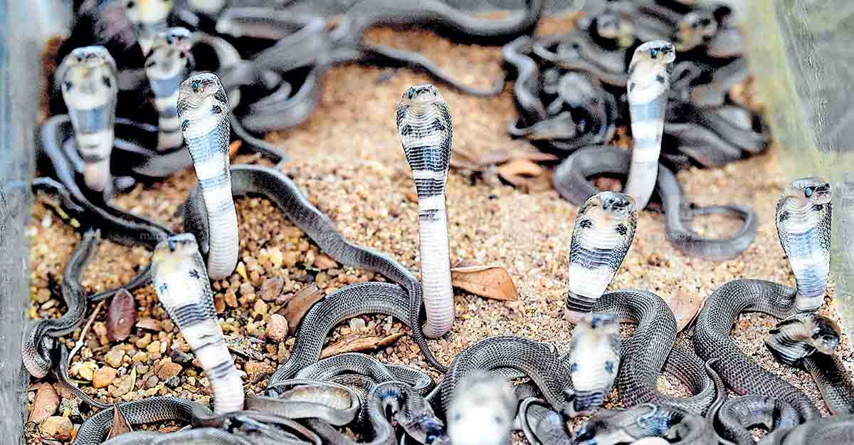 നോക്കിനിൽക്കെ മുട്ടയുടെ തോടു പൊട്ടി 35 മൂർഖൻ കുഞ്ഞുങ്ങൾ; അപൂർവ കാഴ്ച കാണാം