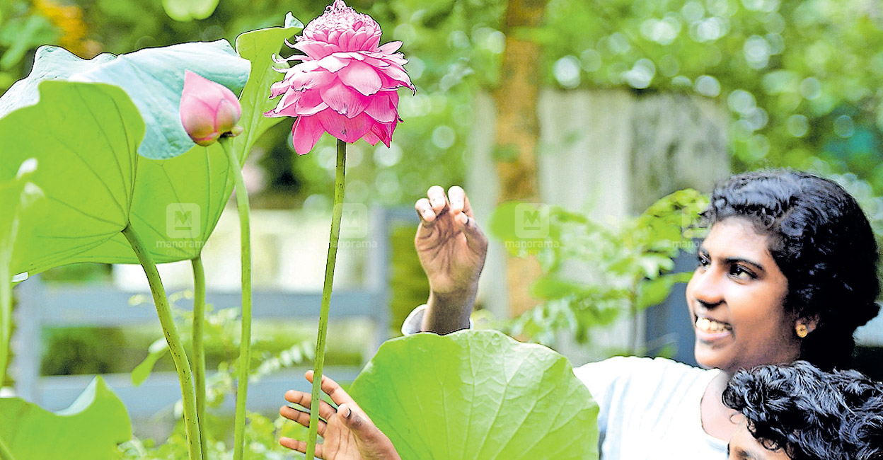 ആയിരം ഇതളുള്ള താമര വിരിഞ്ഞു; വളർത്തുന്ന രീതി ഇങ്ങനെ