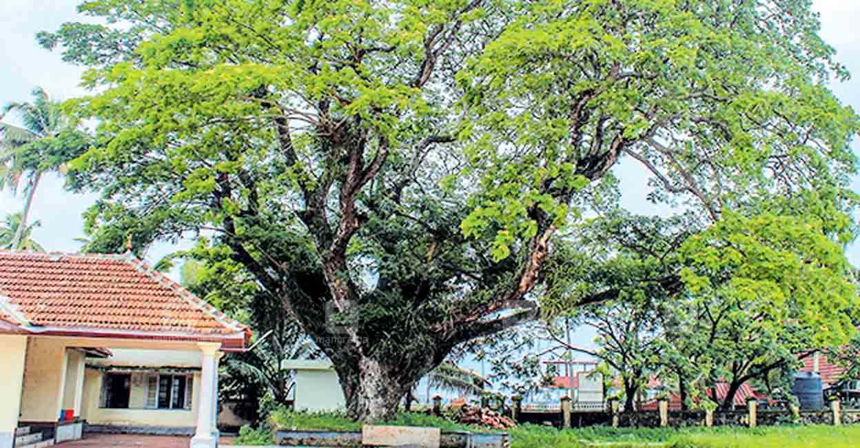 ചരിത്രം സാക്ഷി.. 125 വർഷത്തിനു മേൽ പഴക്കമുളള മരമുത്തശ്ശി മരണശയ്യയിൽ