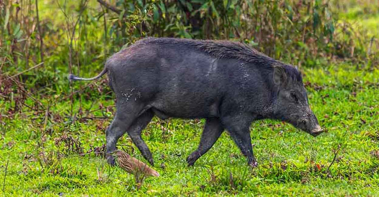 കാട്ടുപന്നികളെ വെടിവയ്ക്കാൻ അനുമതി ഒരു കൊല്ലം കൂടി - Wild boars can be ...