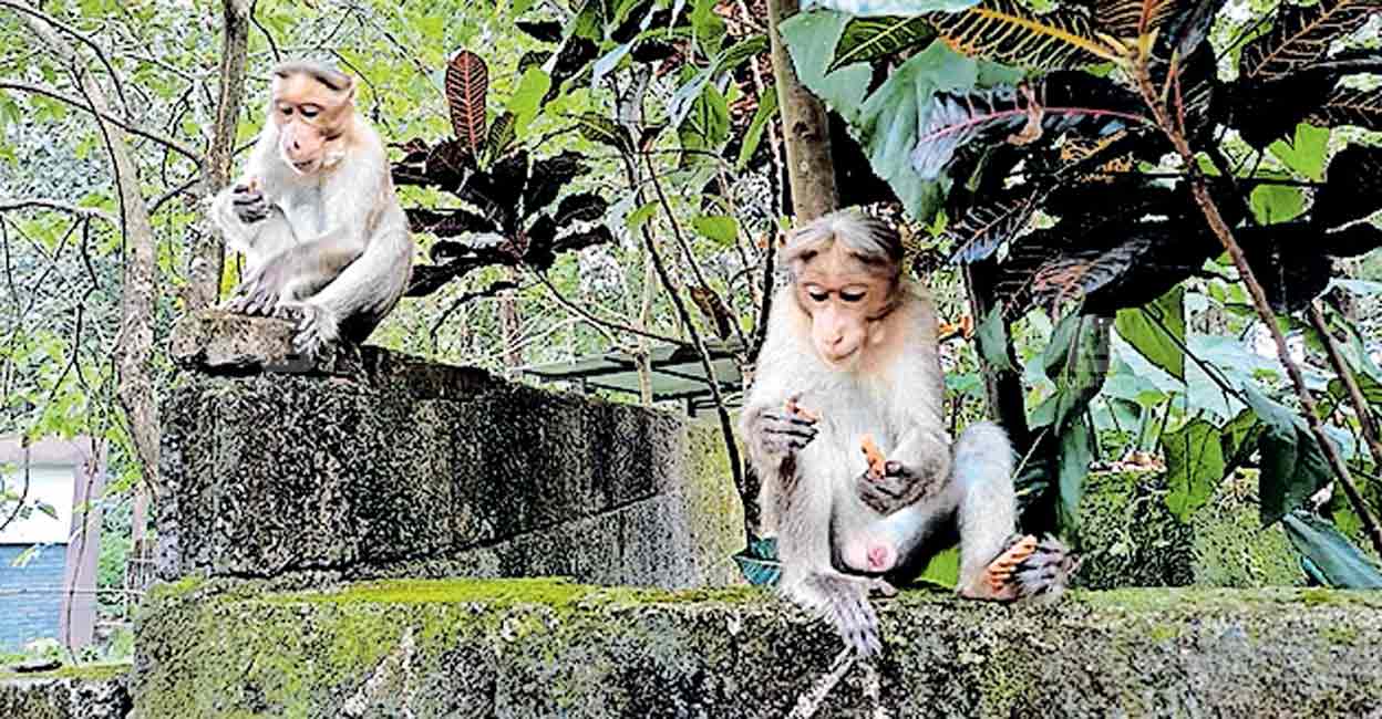 കുരങ്ങുകൾ നാട്ടിലിറങ്ങി