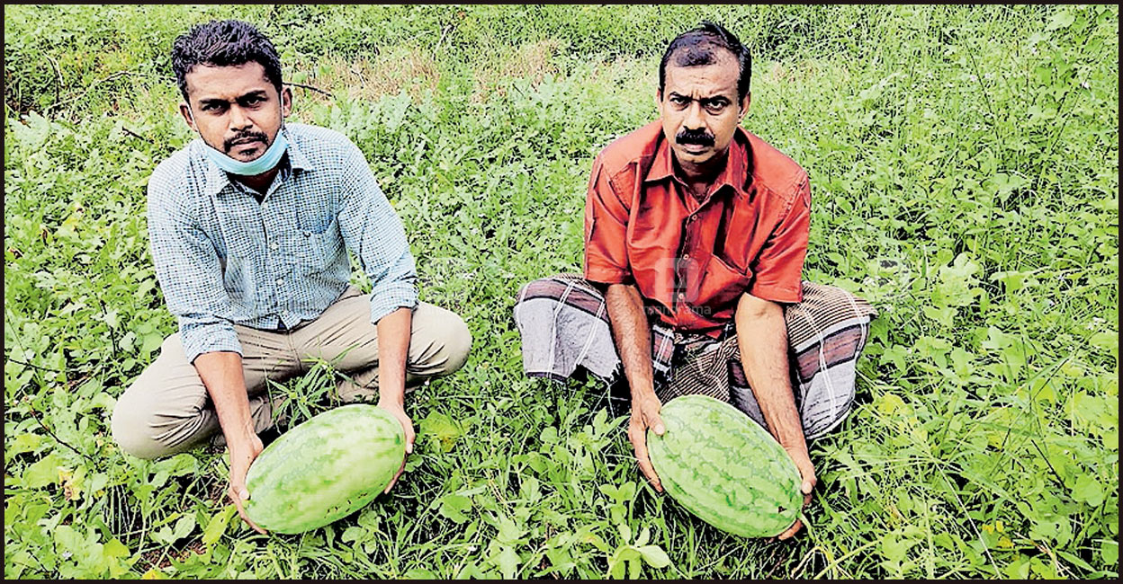 സജിക്കിനി തണ്ണീർമത്തൻ ദിനങ്ങൾ; 100ൽ പരം തണ്ണീർമത്തൻ വിളവെടുപ്പിനു തയാറായി